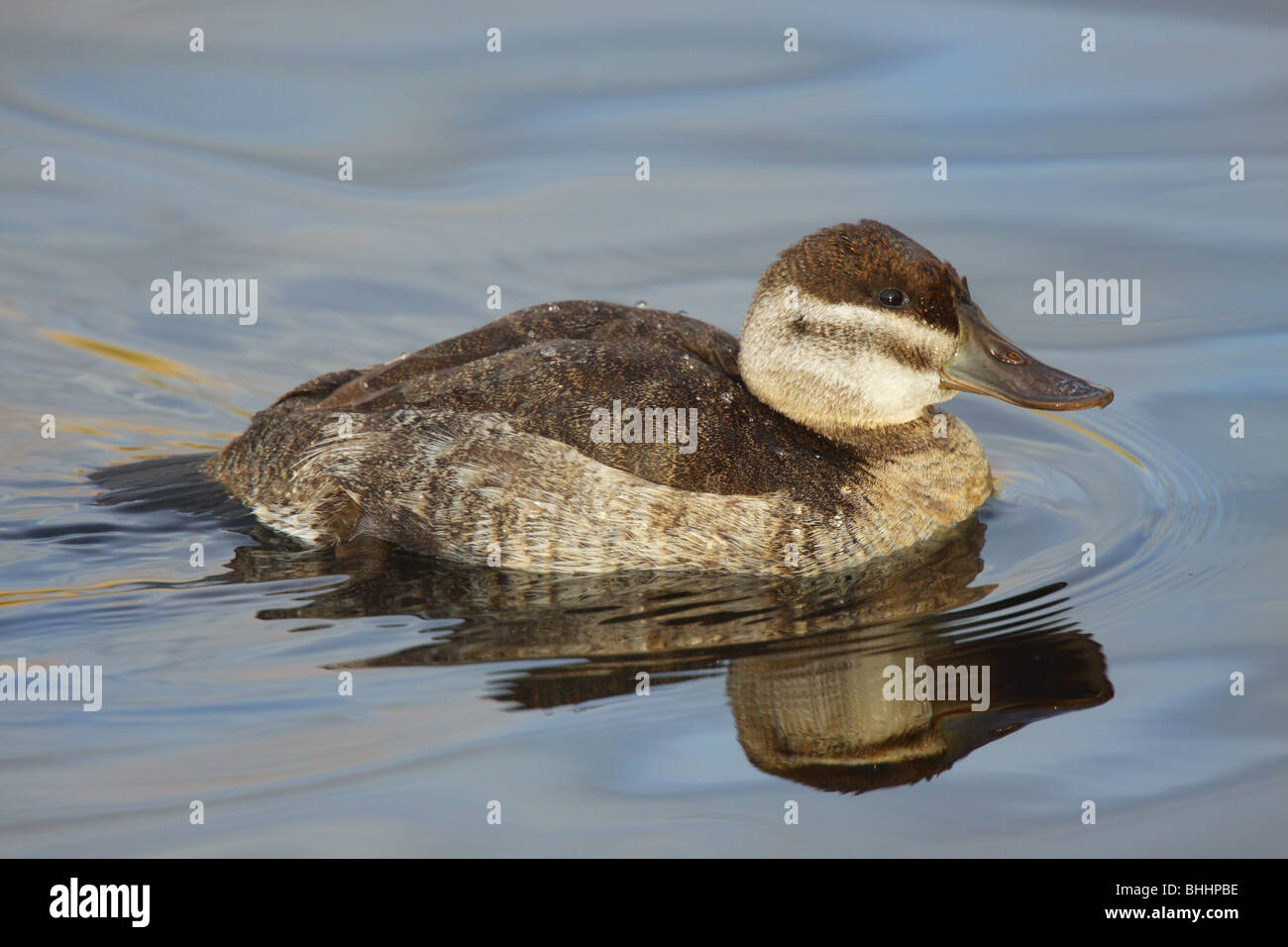 Ruddy Duck Female