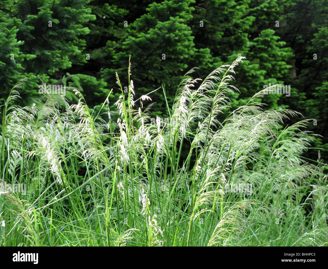 Seeds and grasses hi-res stock photography and images - Alamy
