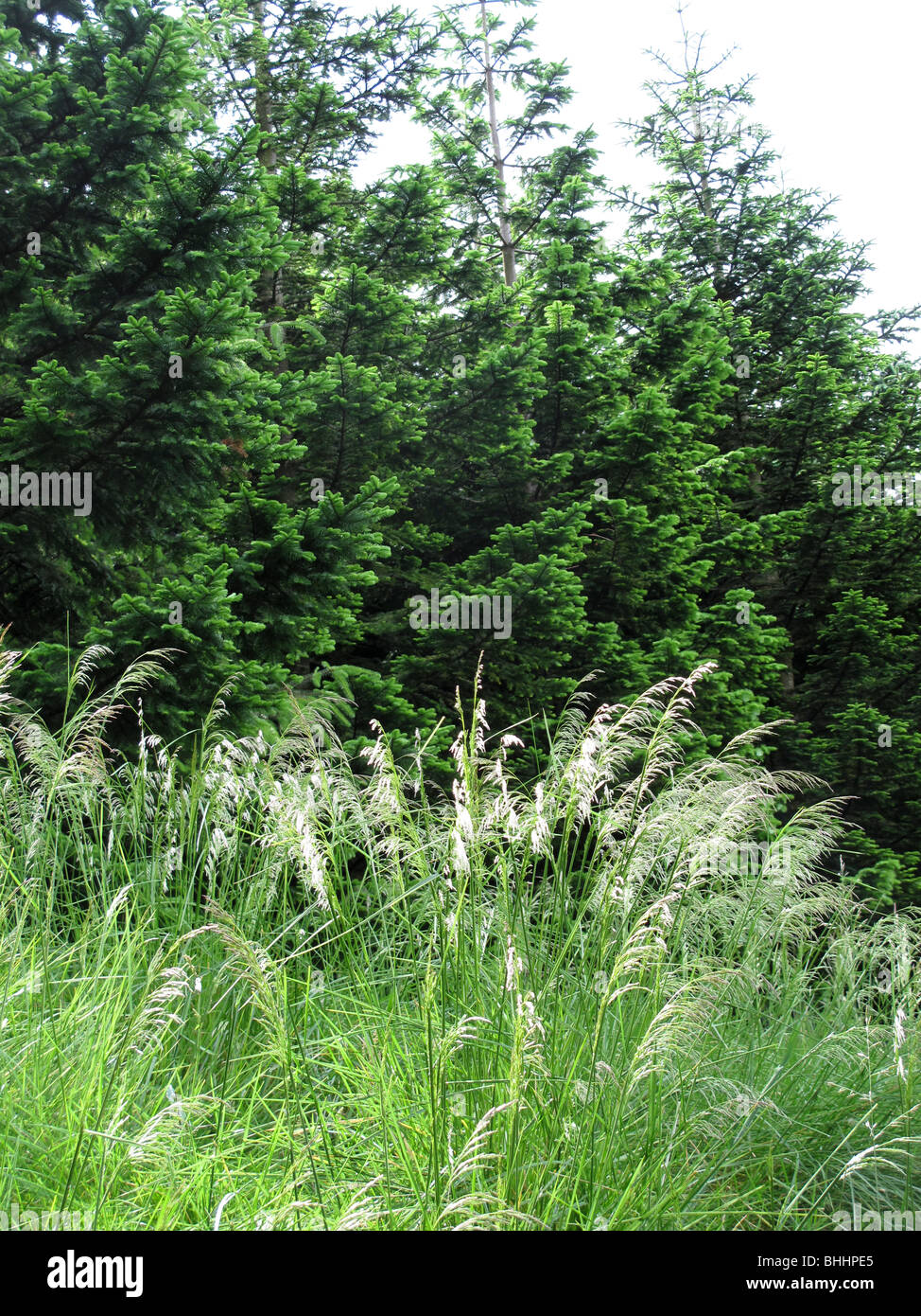 Grasses in pine forest Stock Photo - Alamy