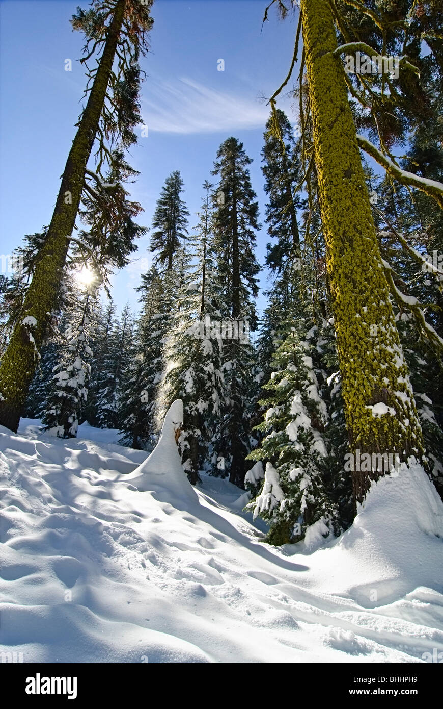 Winter Wonderland of Badger Pass in Yosemite National Park Stock Photo ...