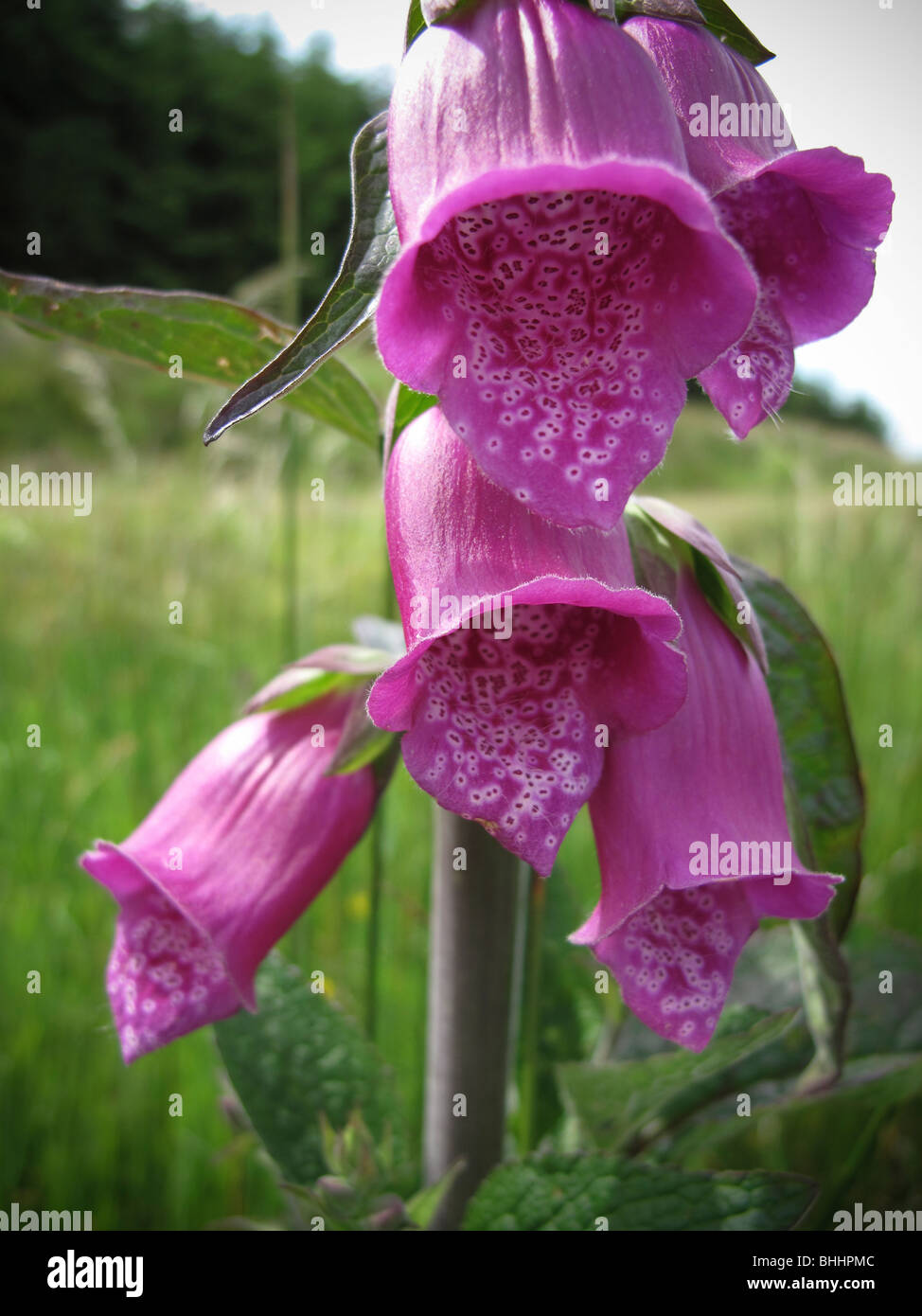 Common purple foxglove Digitalis purpurea Stock Photo - Alamy