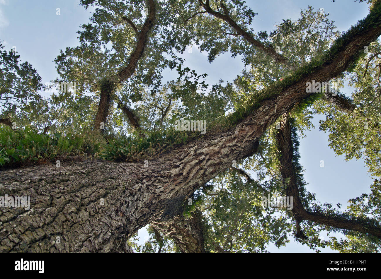 HDR , low angle shot of the underside of a tree Stock Photo - Alamy