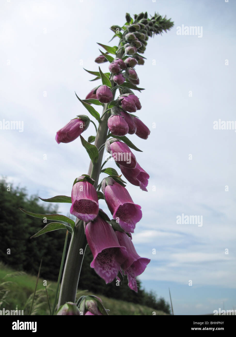 Common purple foxglove Digitalis purpurea Stock Photo - Alamy