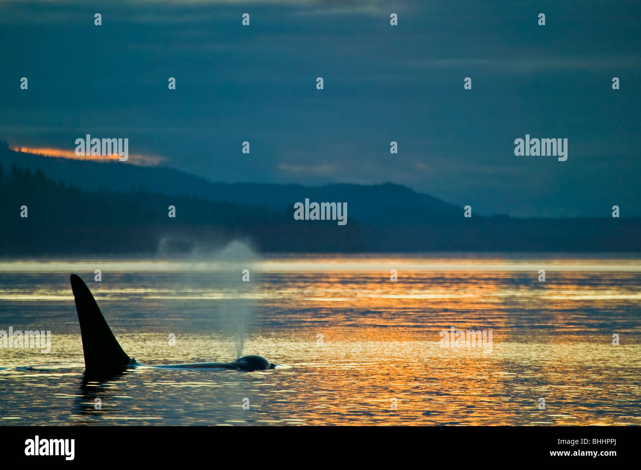 Lonely male Killer whale (Orca whale, Orcinus orca) exhaling in sunset ...