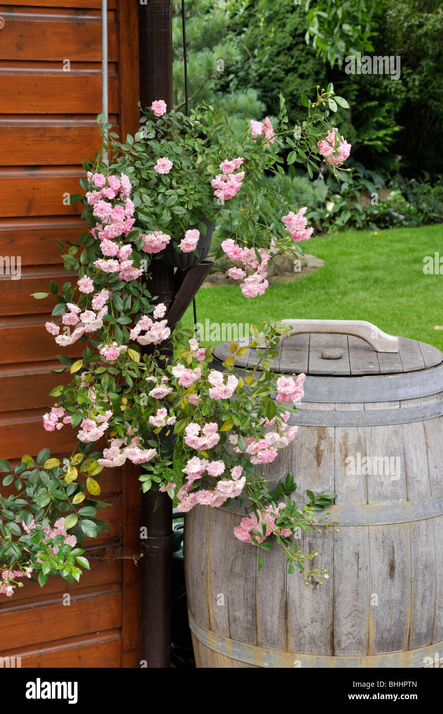 Water butt with rose (Rosa). Design: Marianne and Detlef Lüdke Stock ...