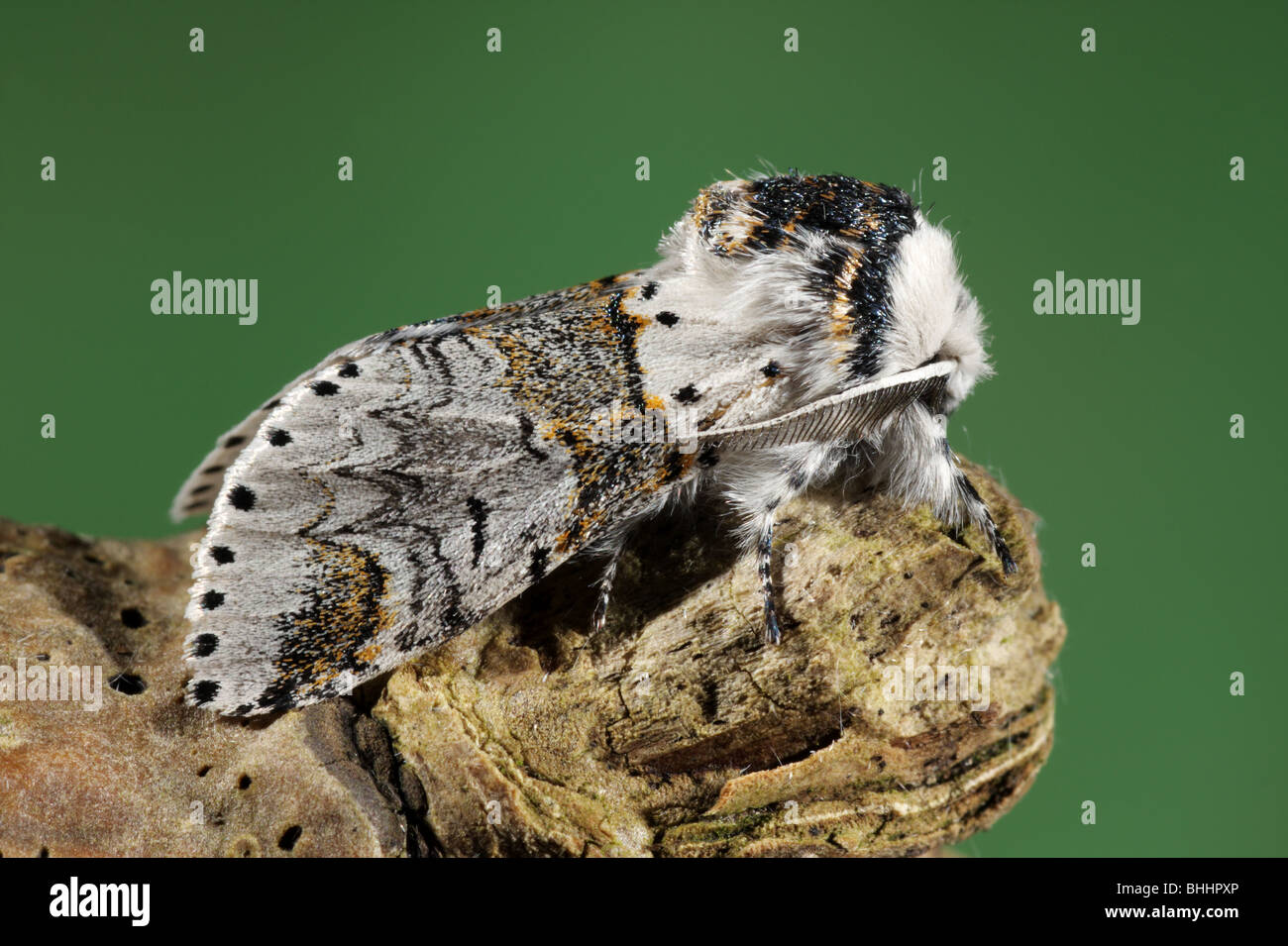 Sallow Kitten - Furcula furcula Stock Photo - Alamy