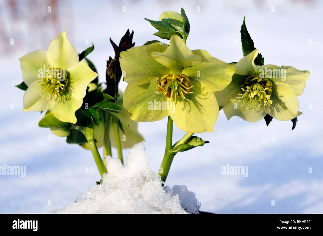 Helleborus orientalis, Commonly known as hellebores or Lenten rose ...