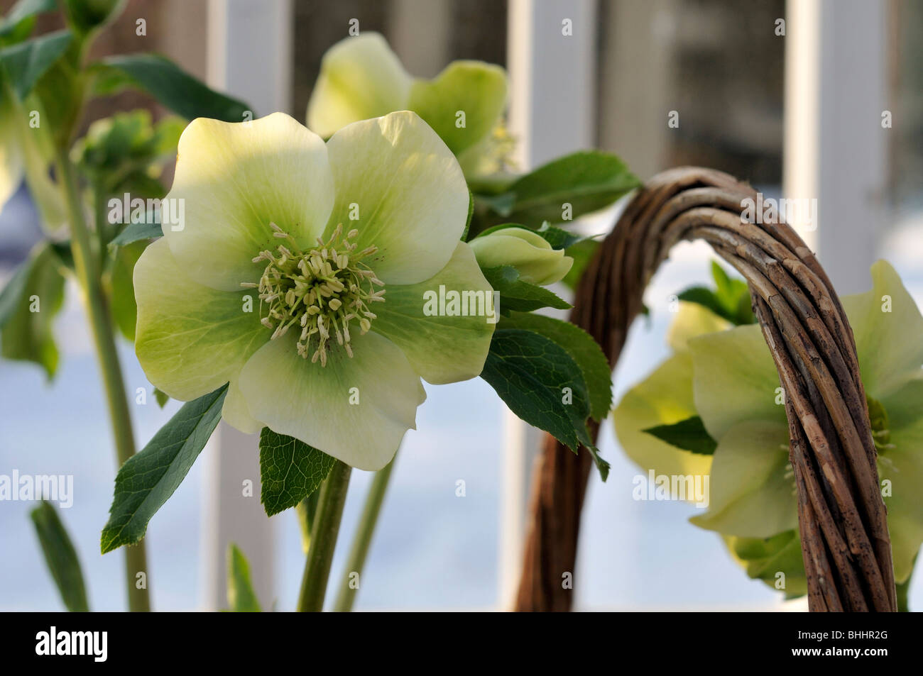 Helleborus orientalis, Commonly known as hellebores or Lenten rose ...