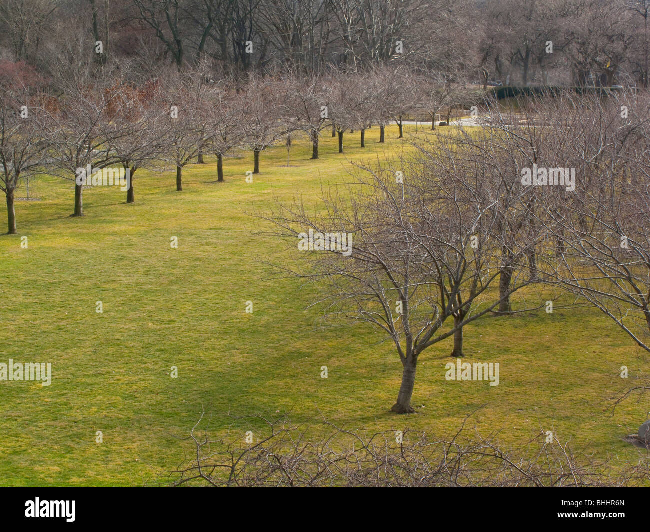 Cherry trees Garden Brooklyn NY Stock Photo - Alamy