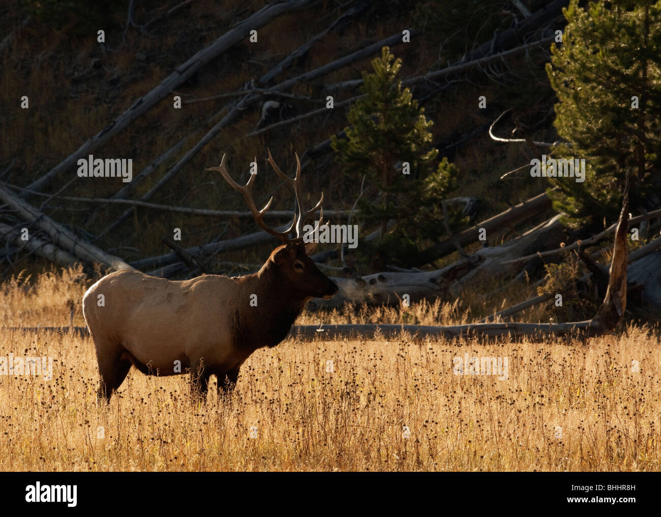 Bull elk bugling a challenge Stock Photo - Alamy