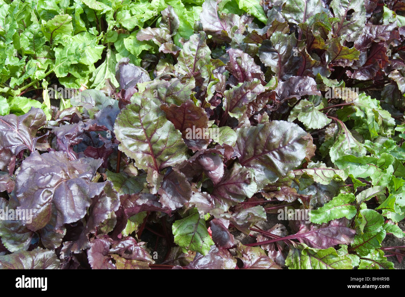Beetroot varieties in the Botanic Gardens, Hobart, Australia Stock ...