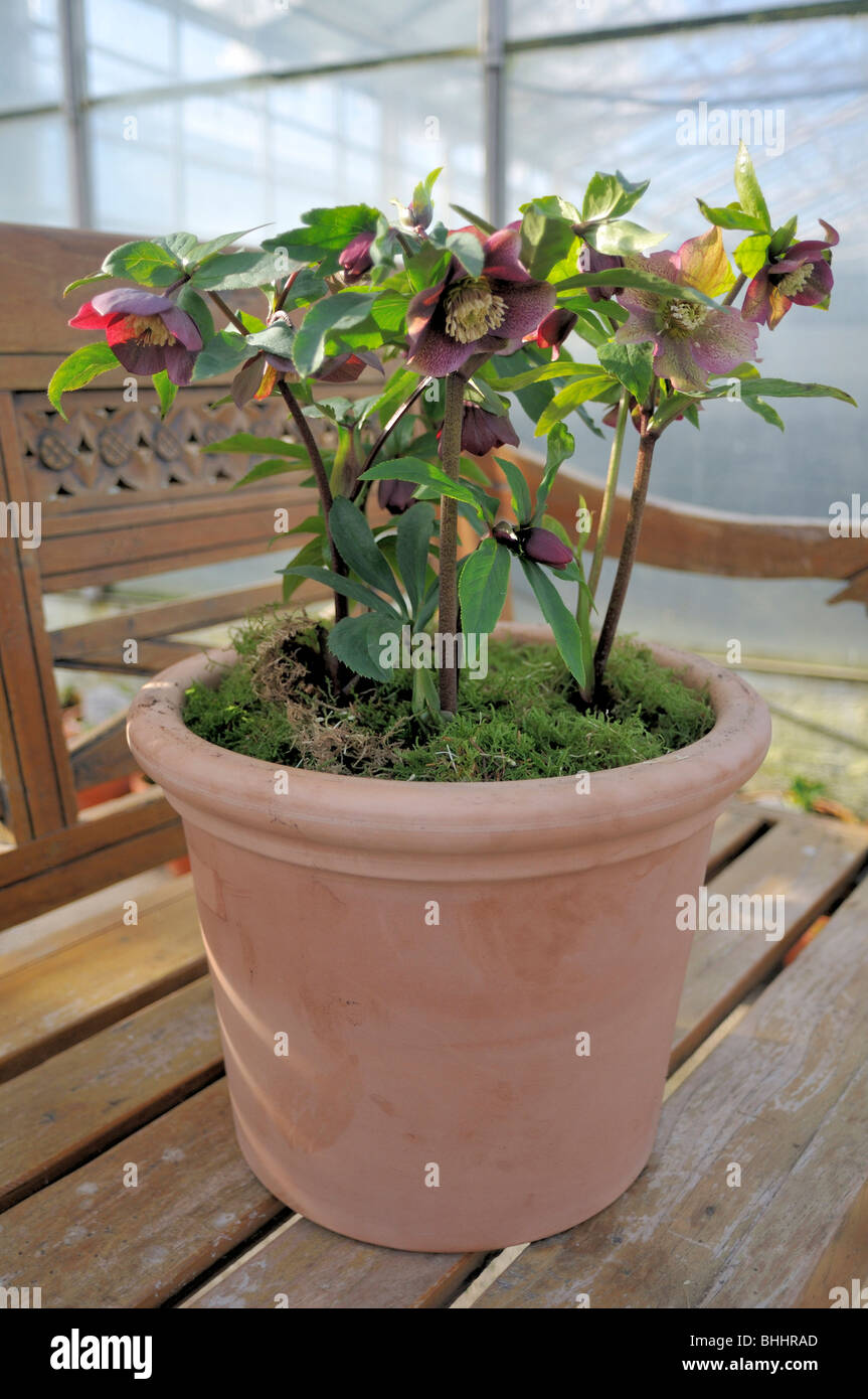 Hellebores and pot hi-res stock photography and images - Alamy