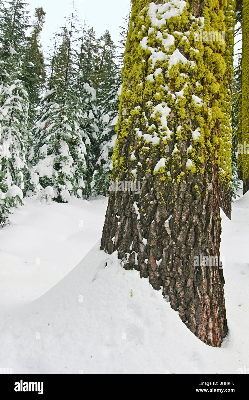 Winter Wonderland of Badger Pass in Yosemite National Park Stock Photo ...