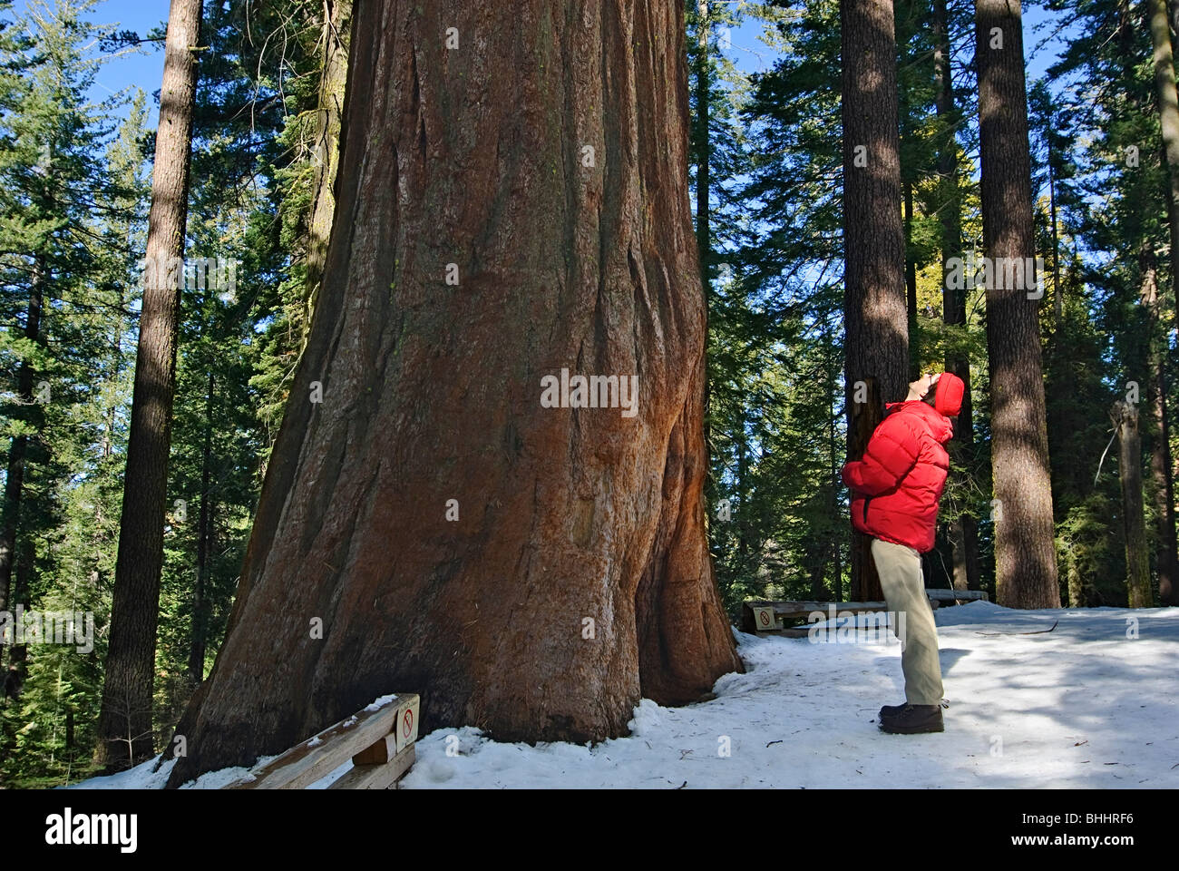 Giant sequoia person hi-res stock photography and images - Alamy