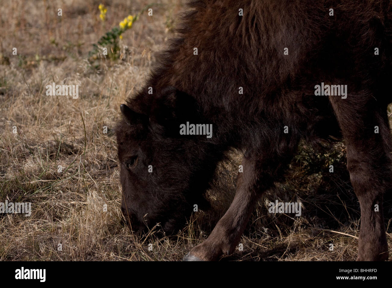 American Bison Calf feeding Stock Photo - Alamy
