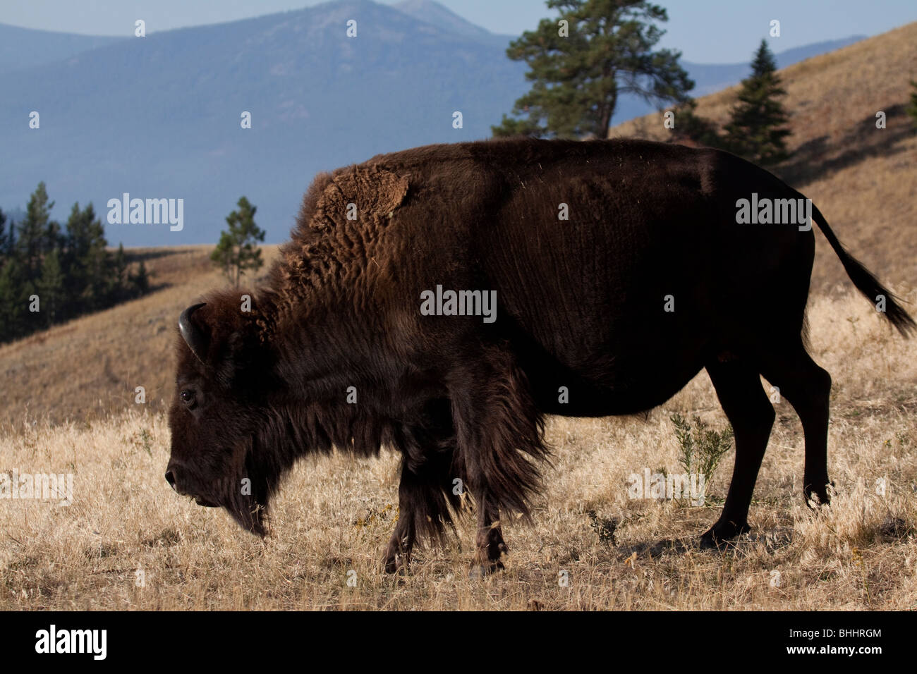 American bison feeding hi-res stock photography and images - Alamy