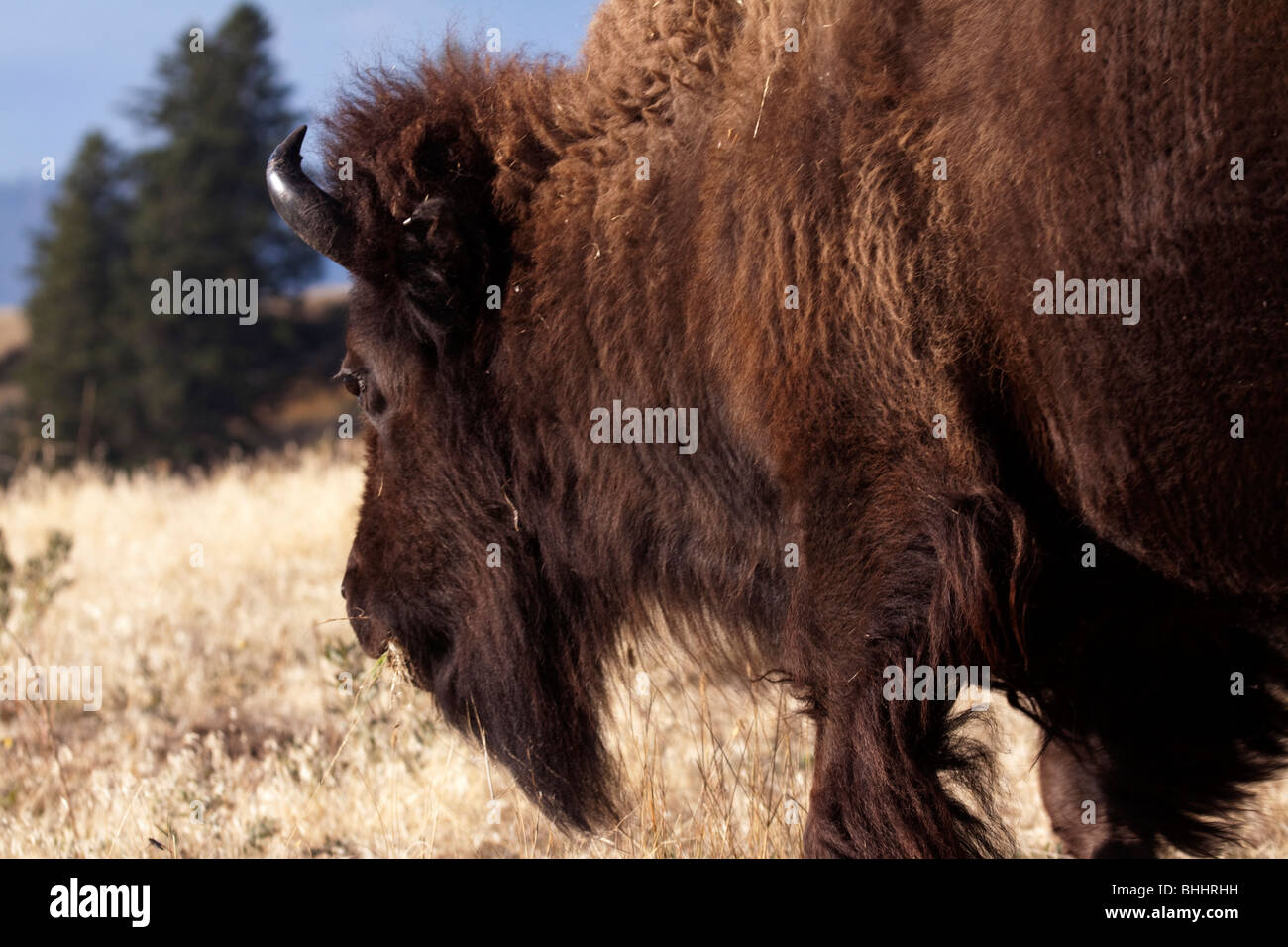 American Bison feeding in Montana Stock Photo - Alamy