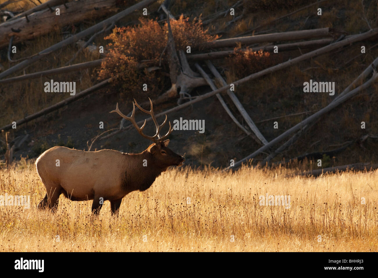 Bull elk bugling a challenge Stock Photo - Alamy