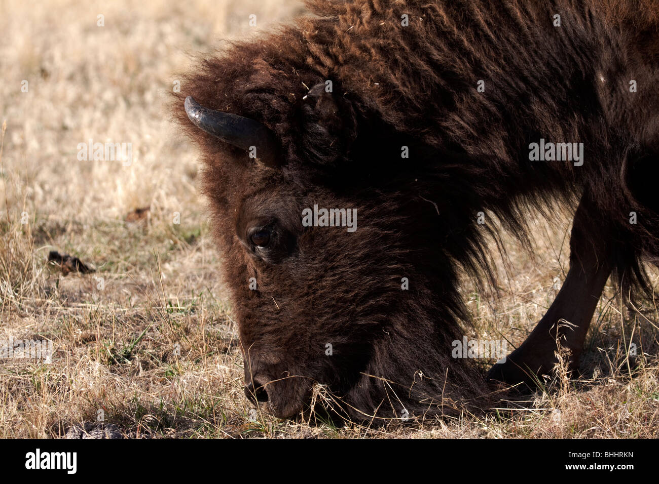 American Bison feeding in Montana Stock Photo - Alamy
