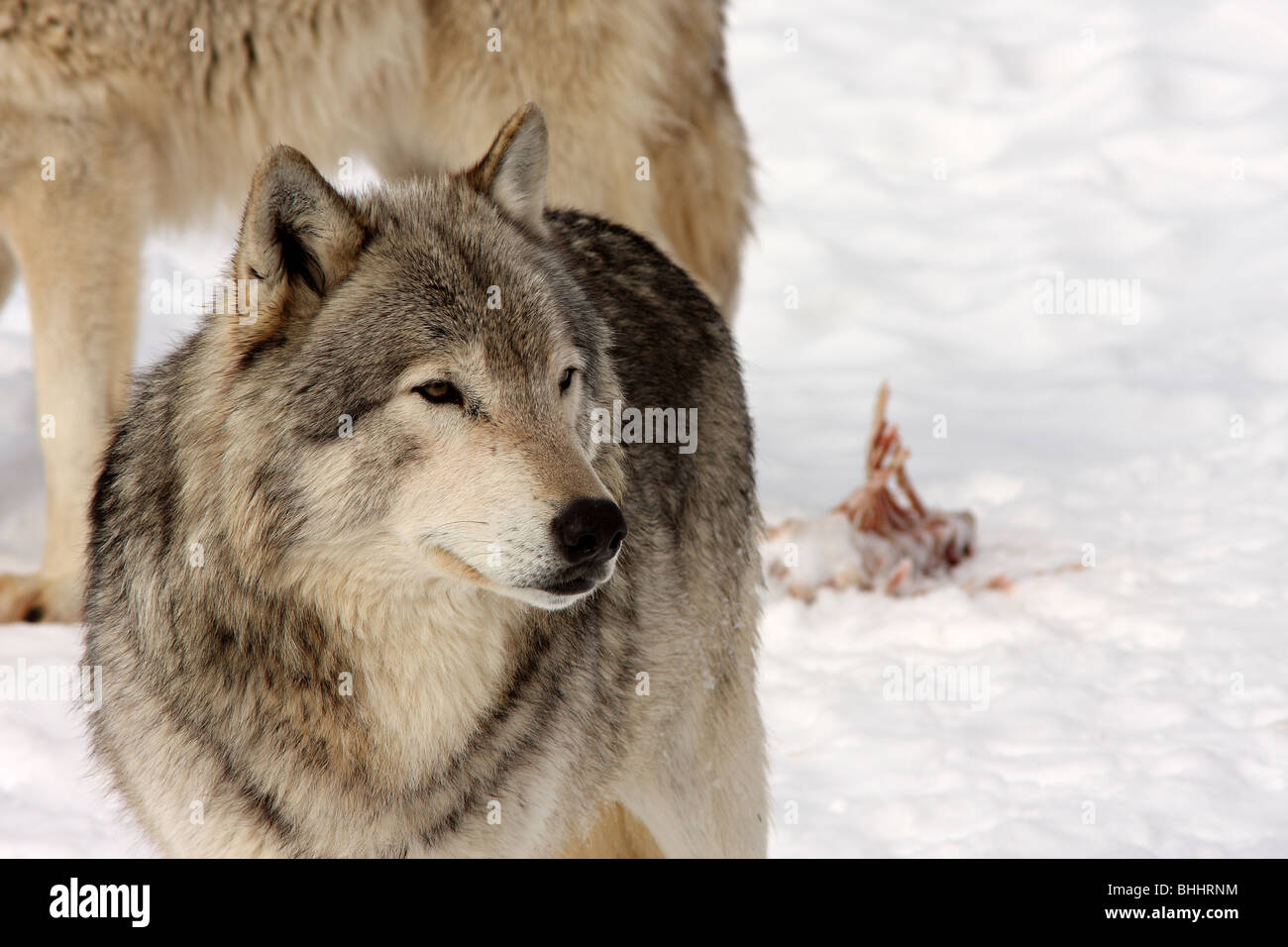 Wild wolf in snow Stock Photo - Alamy