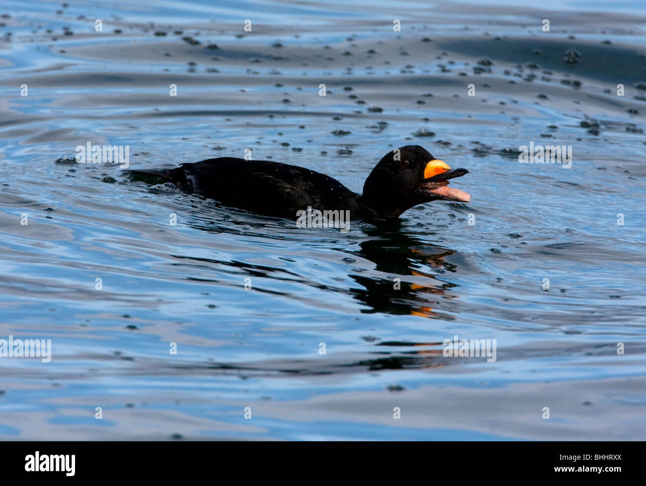 Duck clams hi-res stock photography and images - Alamy