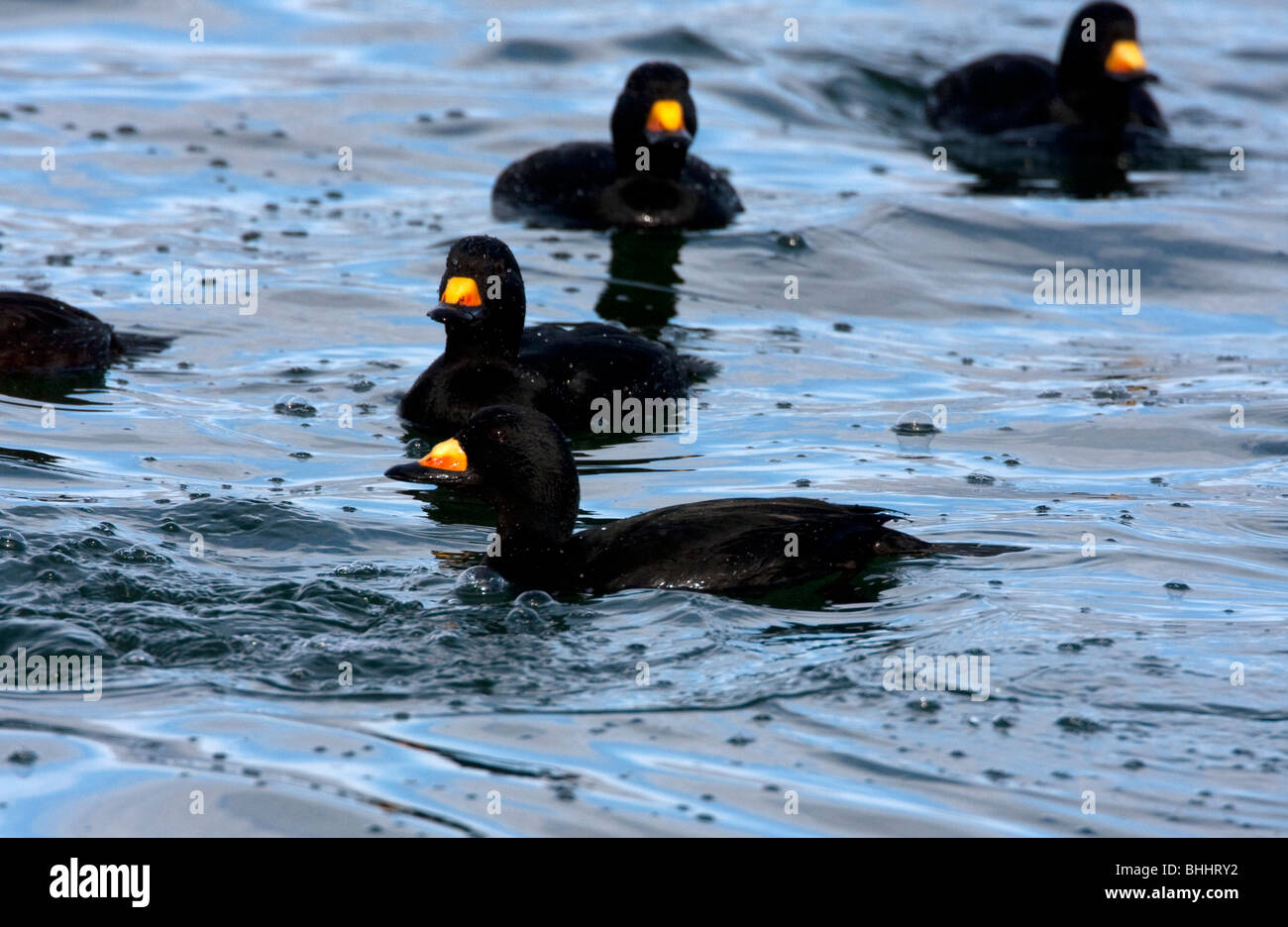 Duck clams hi-res stock photography and images - Alamy