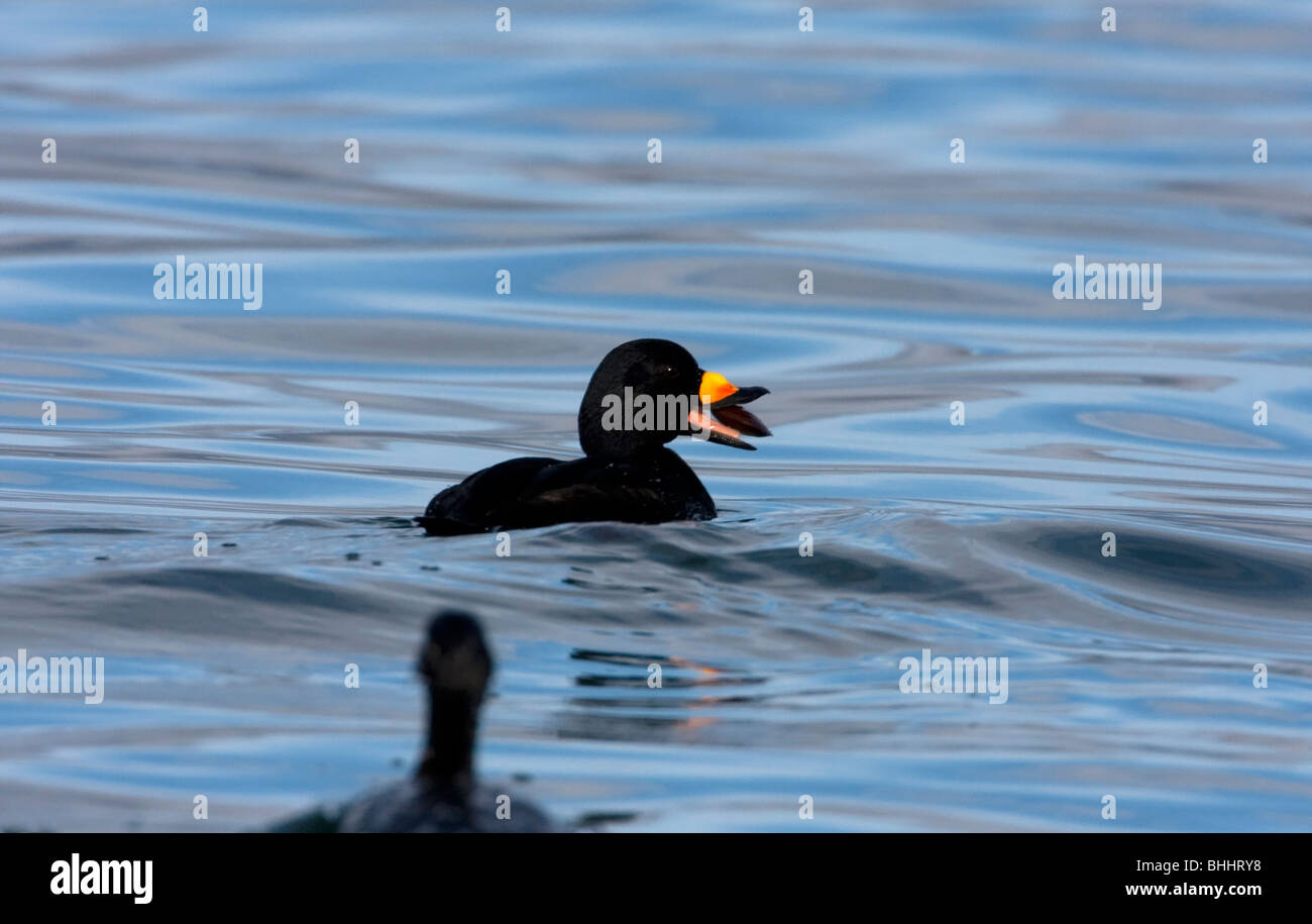 Clams British Columbia High Resolution Stock Photography and Images - Alamy