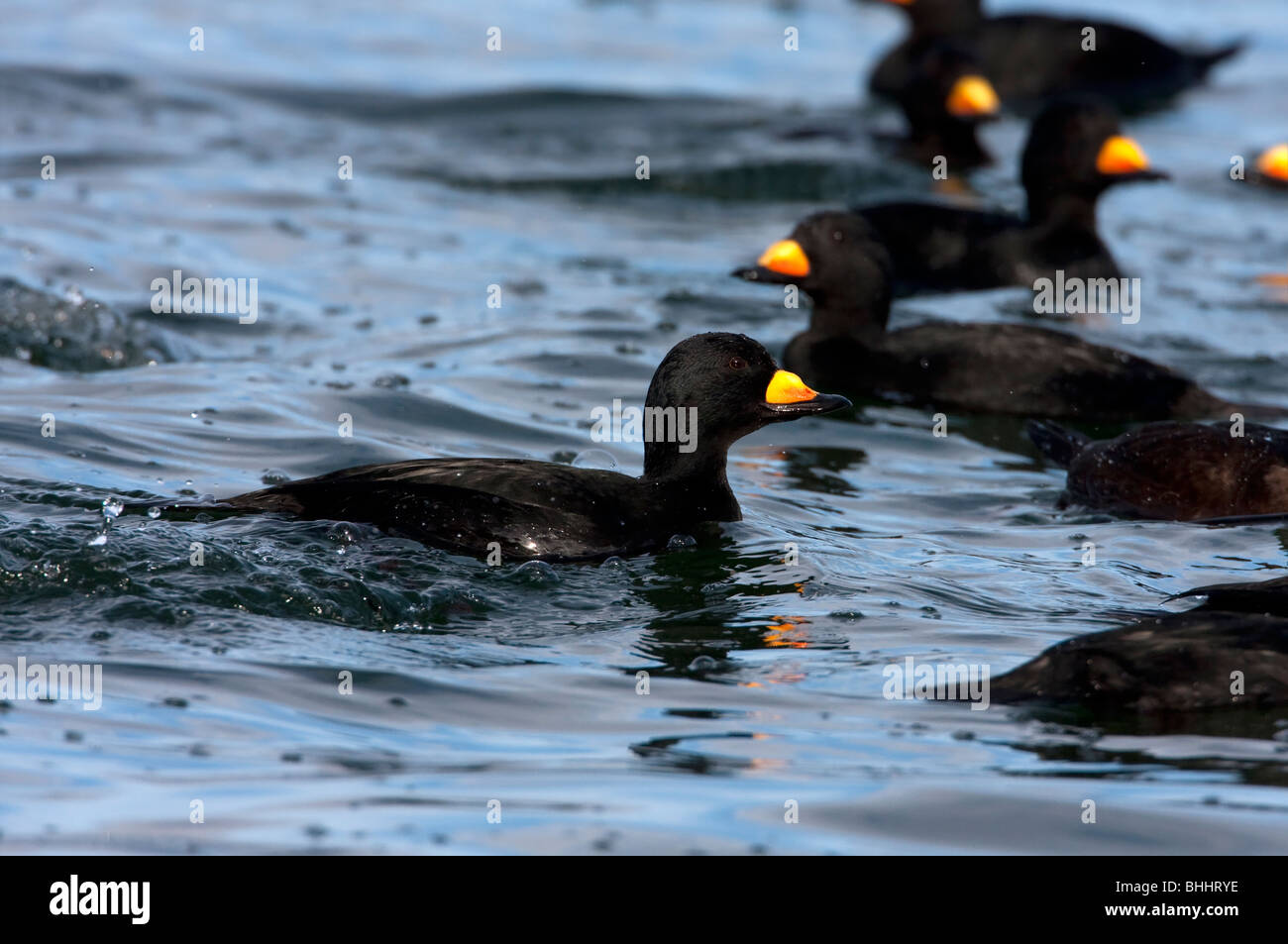 Clams british columbia hi-res stock photography and images - Alamy