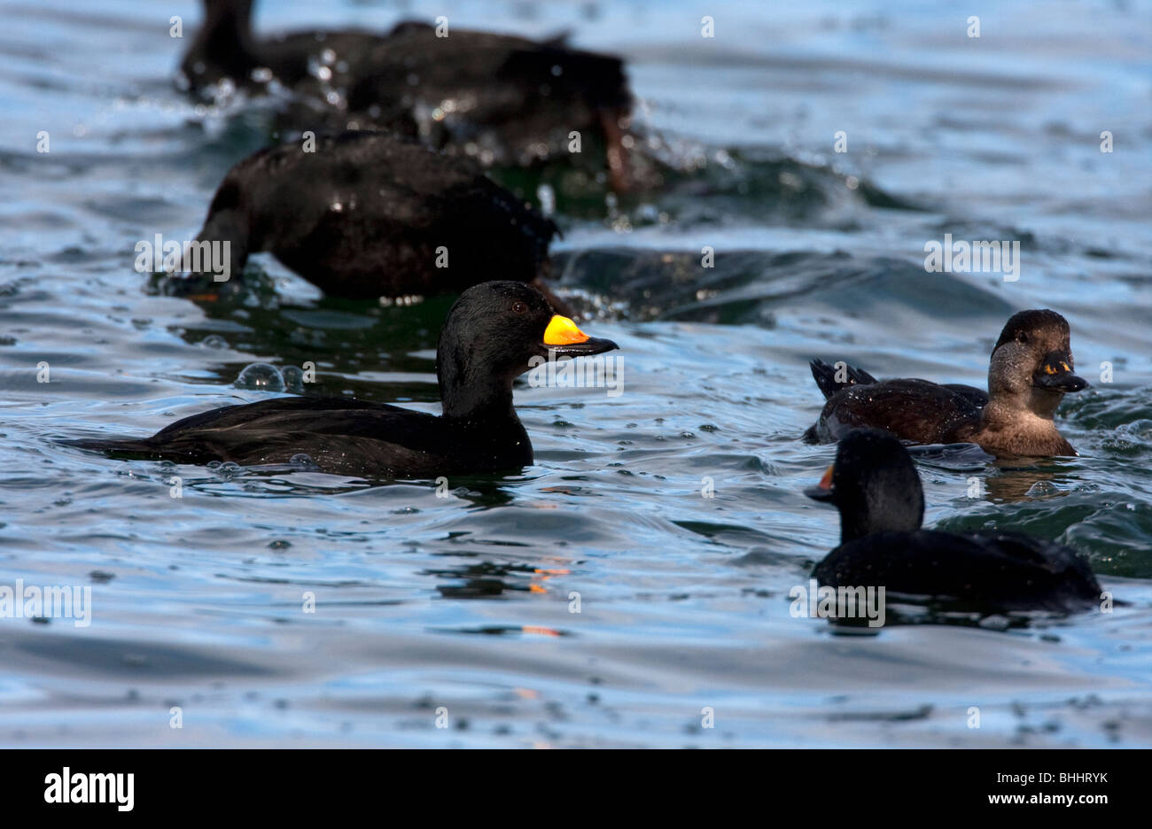 Duck clams hi-res stock photography and images - Alamy