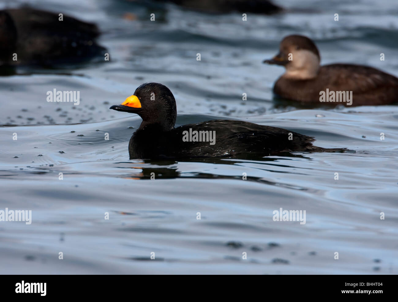Duck clams hi-res stock photography and images - Alamy