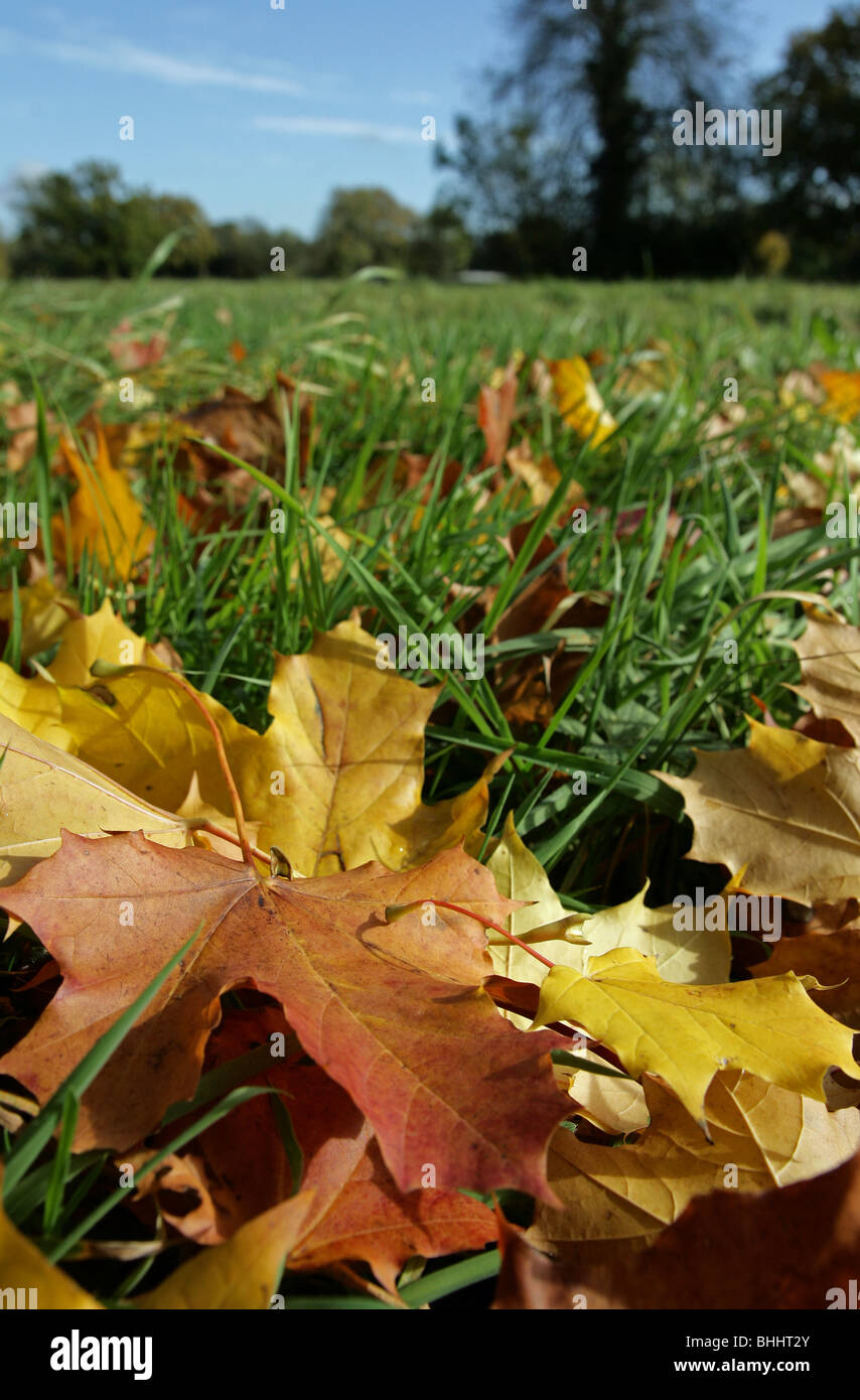 Fallen leaves during autumn in the English countryside Stock Photo - Alamy