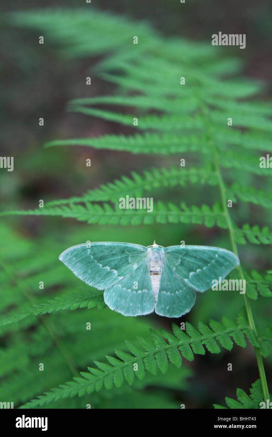 Geometra papilionaria commonly known as the Emerald Moth Stock Photo ...