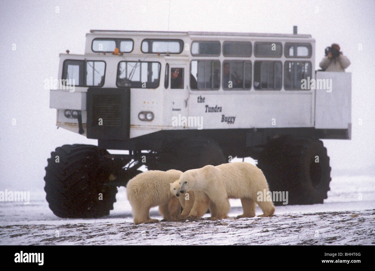 Tundra Buggy near Churchill, Manitoba, Canada. Famous as one of the ...