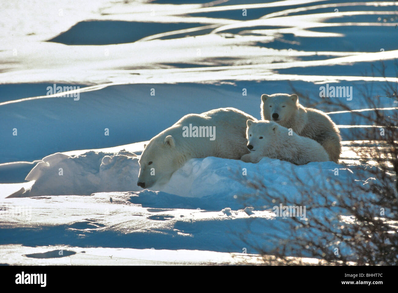 Polar bear (Ursus maritimus) mother and cubs, Churchill, Manitoba, Canada. Famous as one of the ...