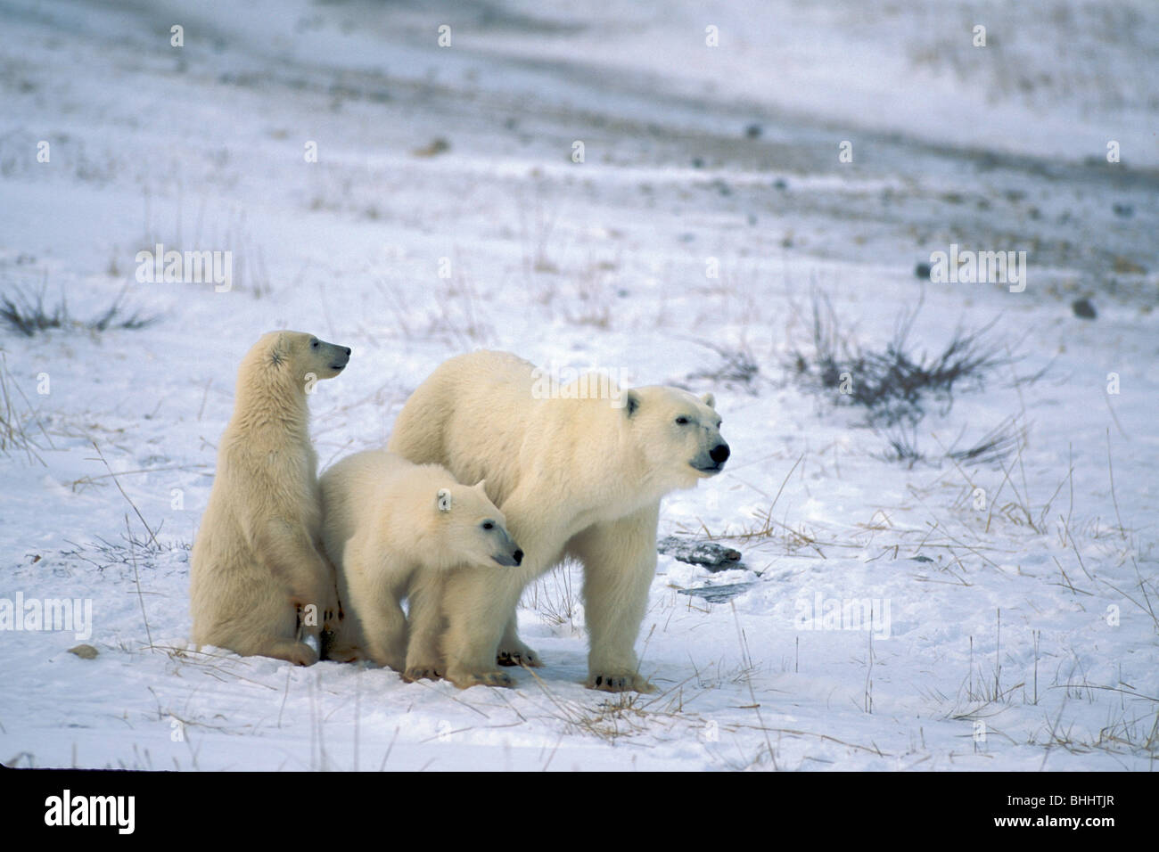 Polar bear (Ursus maritimus) mother and cubs, Churchill, Manitoba, Canada. Famous as one of the ...