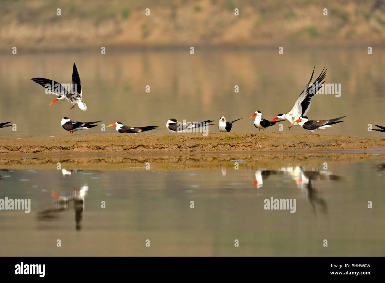 Indian Skimmer (Rynchops albicollis) in river Chambal in north India ...