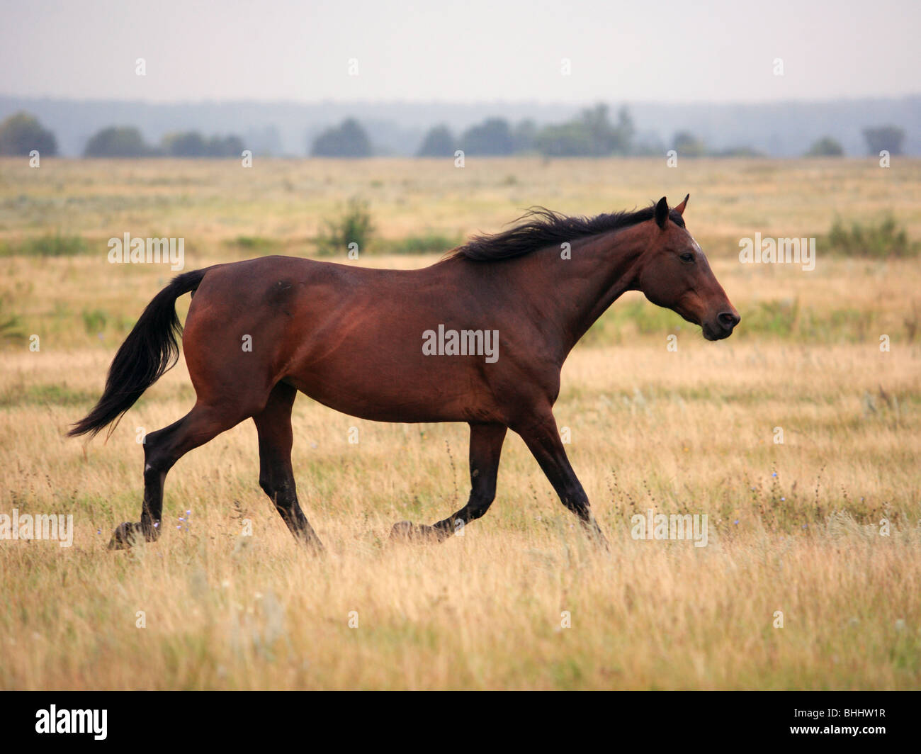 Walking horse hi-res stock photography and images - Alamy