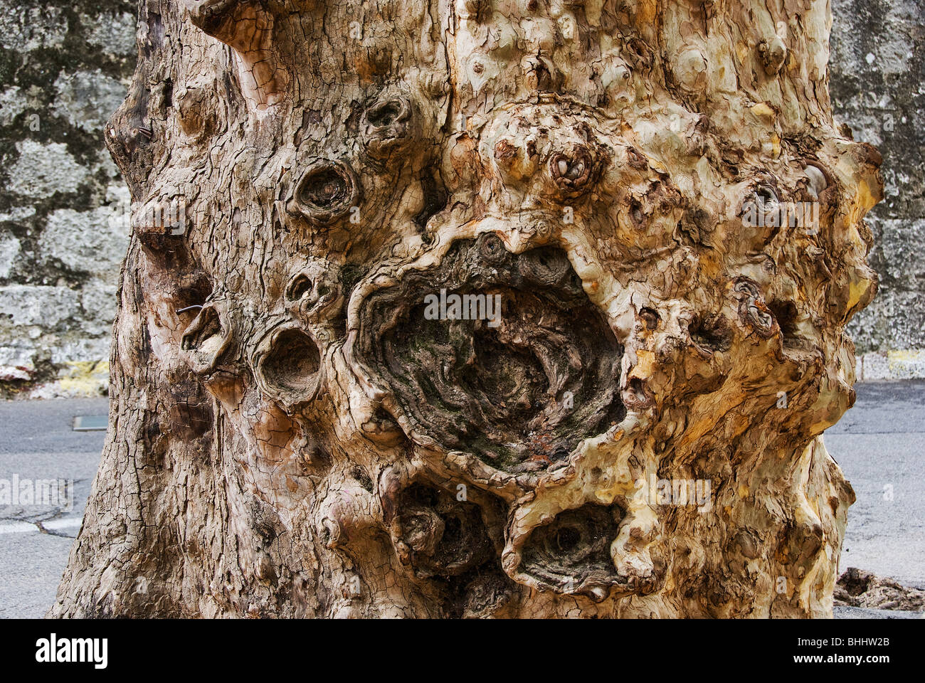 Ancient tree at St Paul de Vence Stock Photo - Alamy