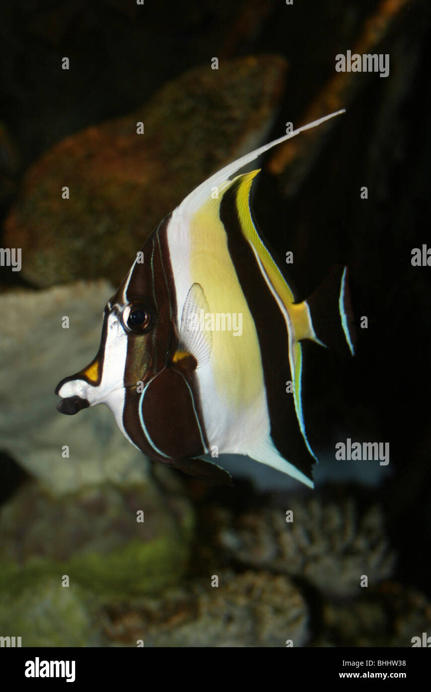 Gill Finding Nemo Type Of Fish