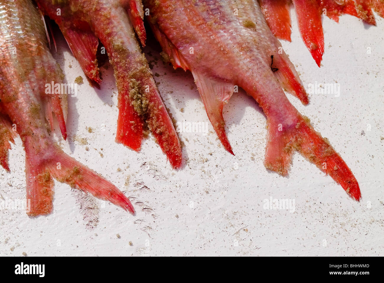 Caught red fish, marked with cut fins, lying on the deck of the boat ...