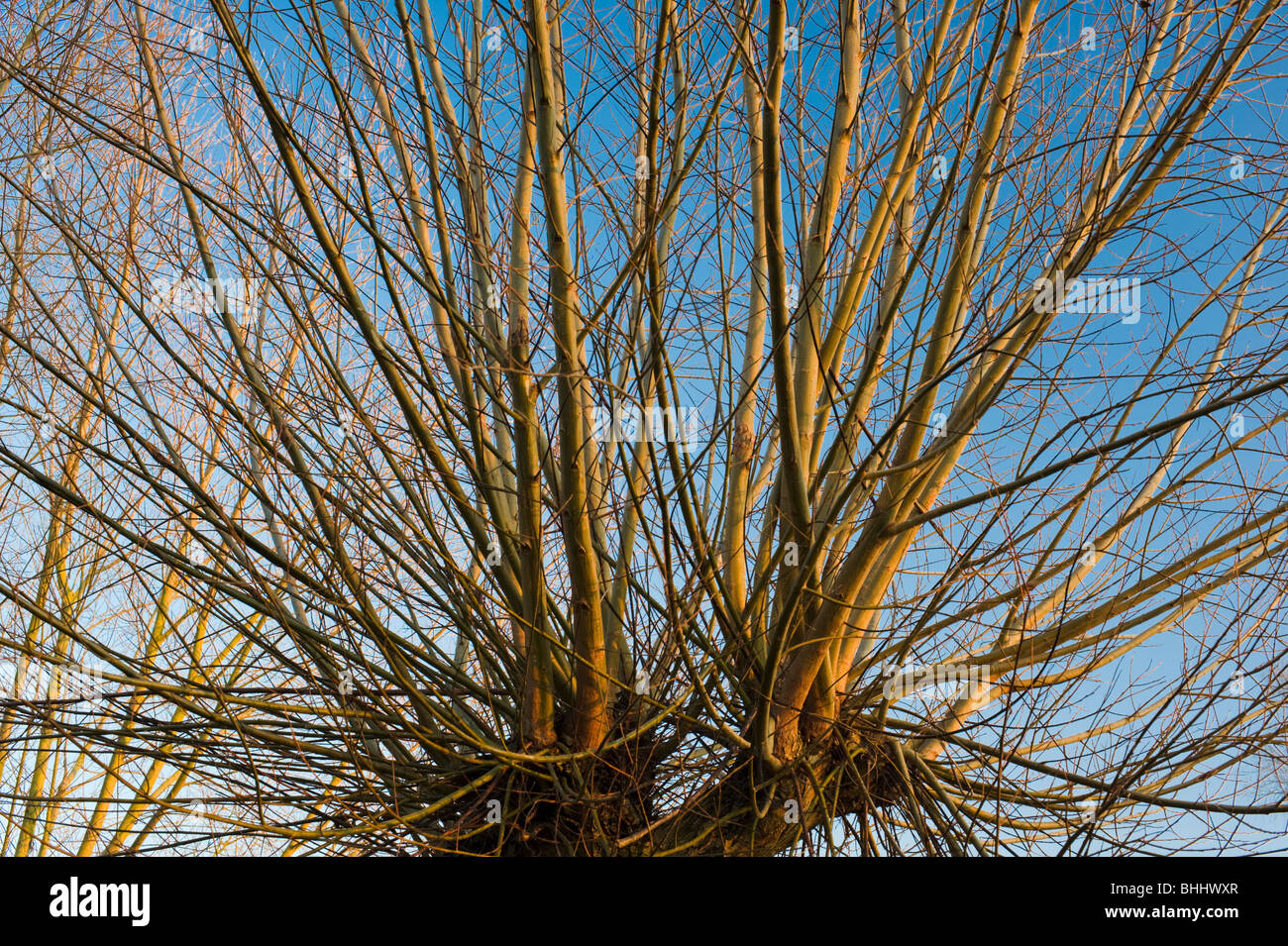 Pollard Willow Tree High Resolution Stock Photography and Images - Alamy