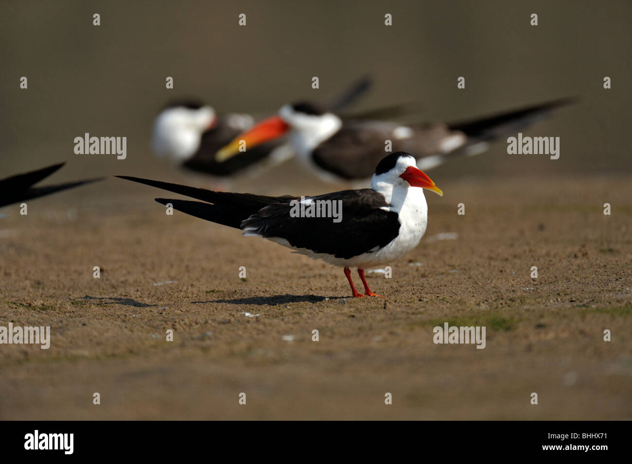 Indian Skimmer (Rynchops albicollis) in river Chambal in north India ...