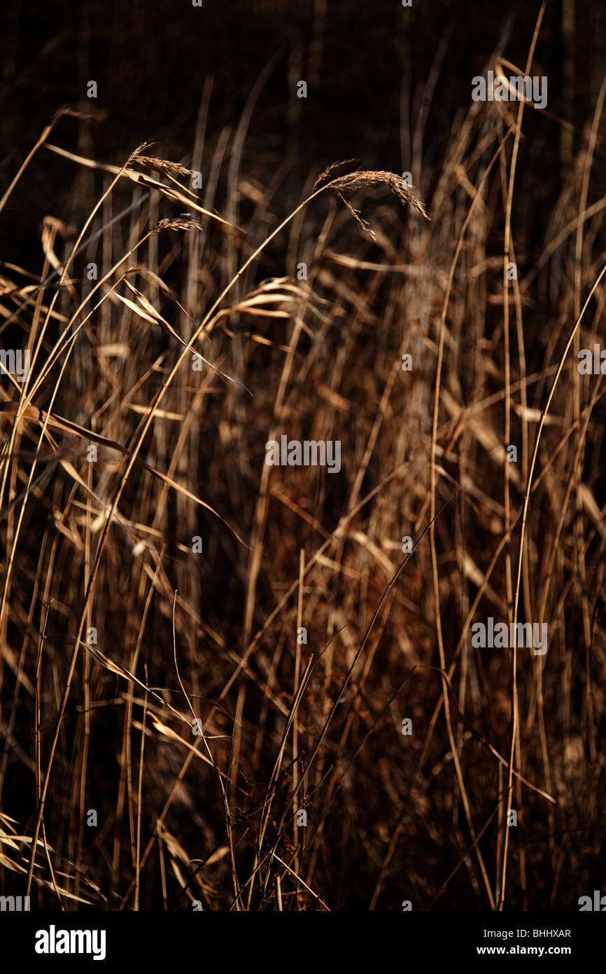 Marsh grass hi-res stock photography and images - Alamy