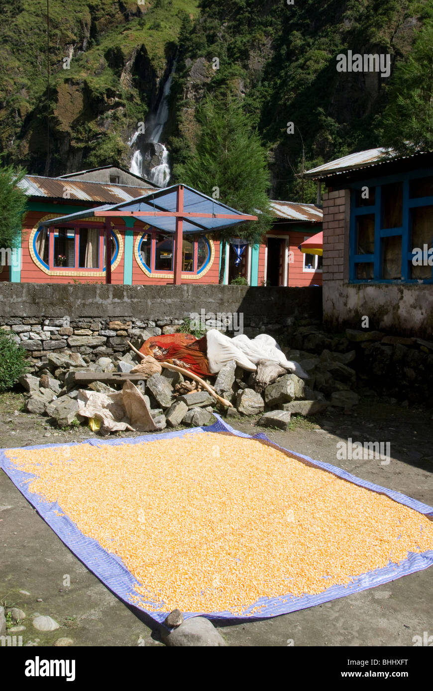 Sweet corn drying in sun, Taal village, Nepal Stock Photo - Alamy