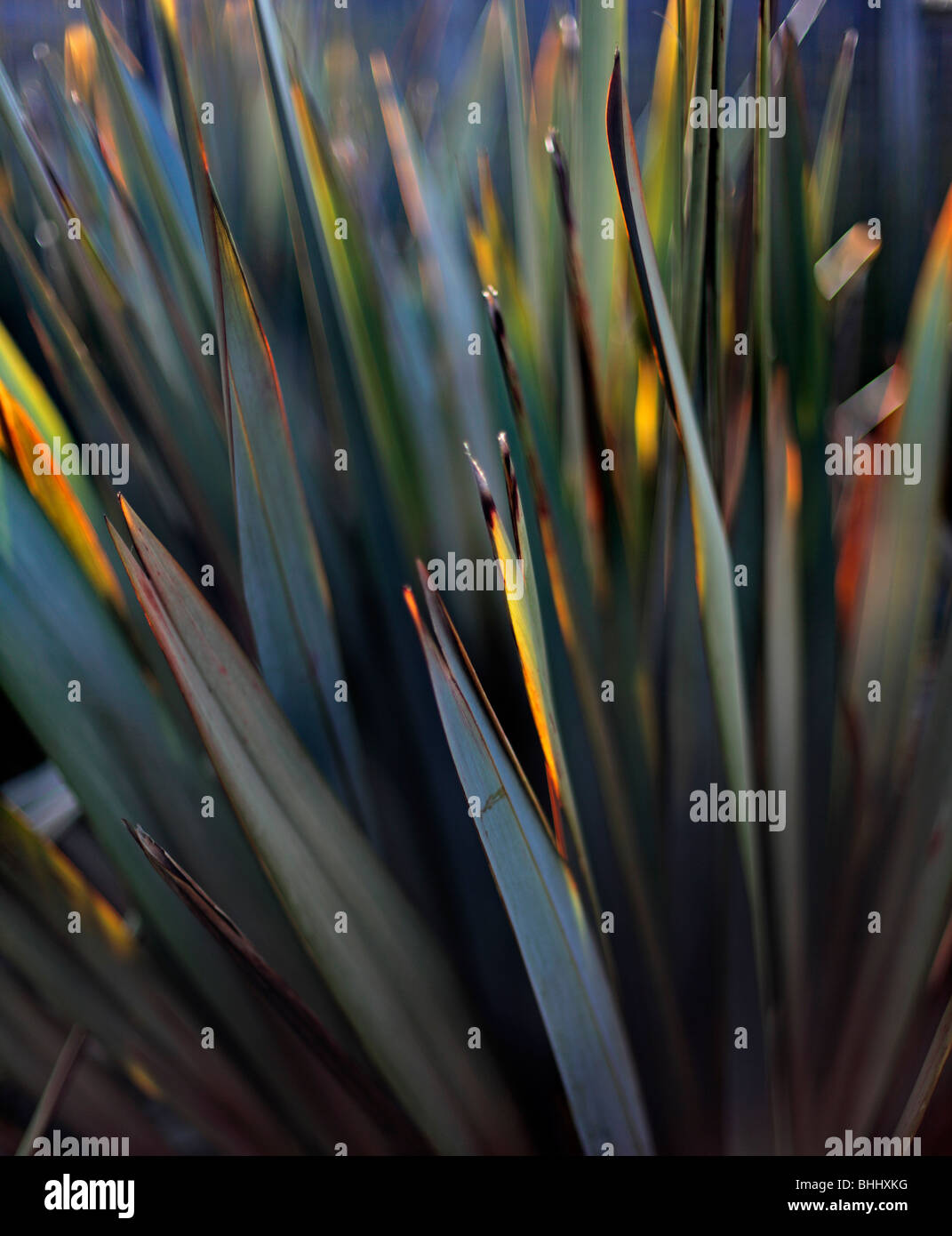 Phormium plants hi-res stock photography and images - Alamy