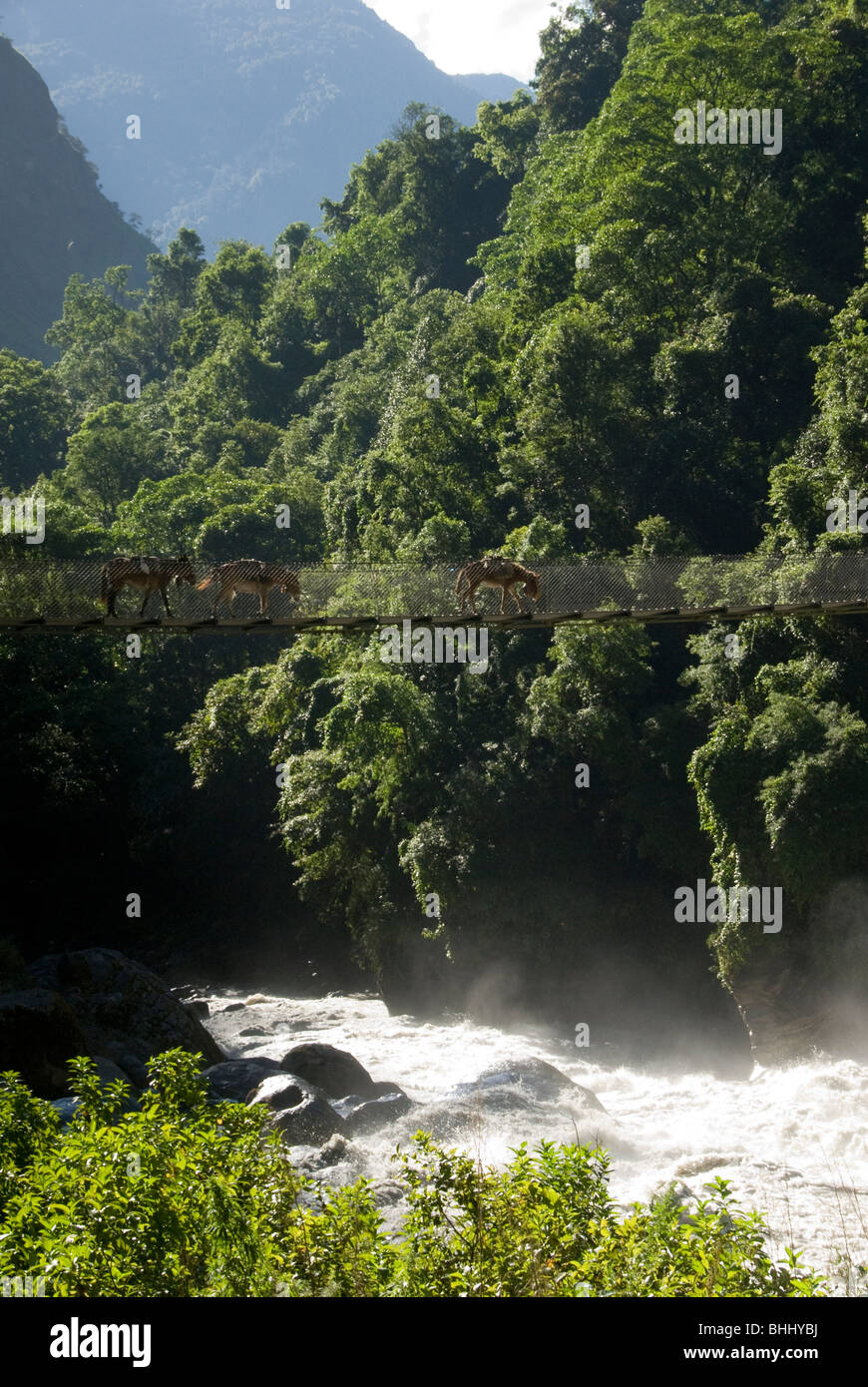 Donkeys crossing wire swing bridge Chyamche, Nepal, Annapurna Circuit ...
