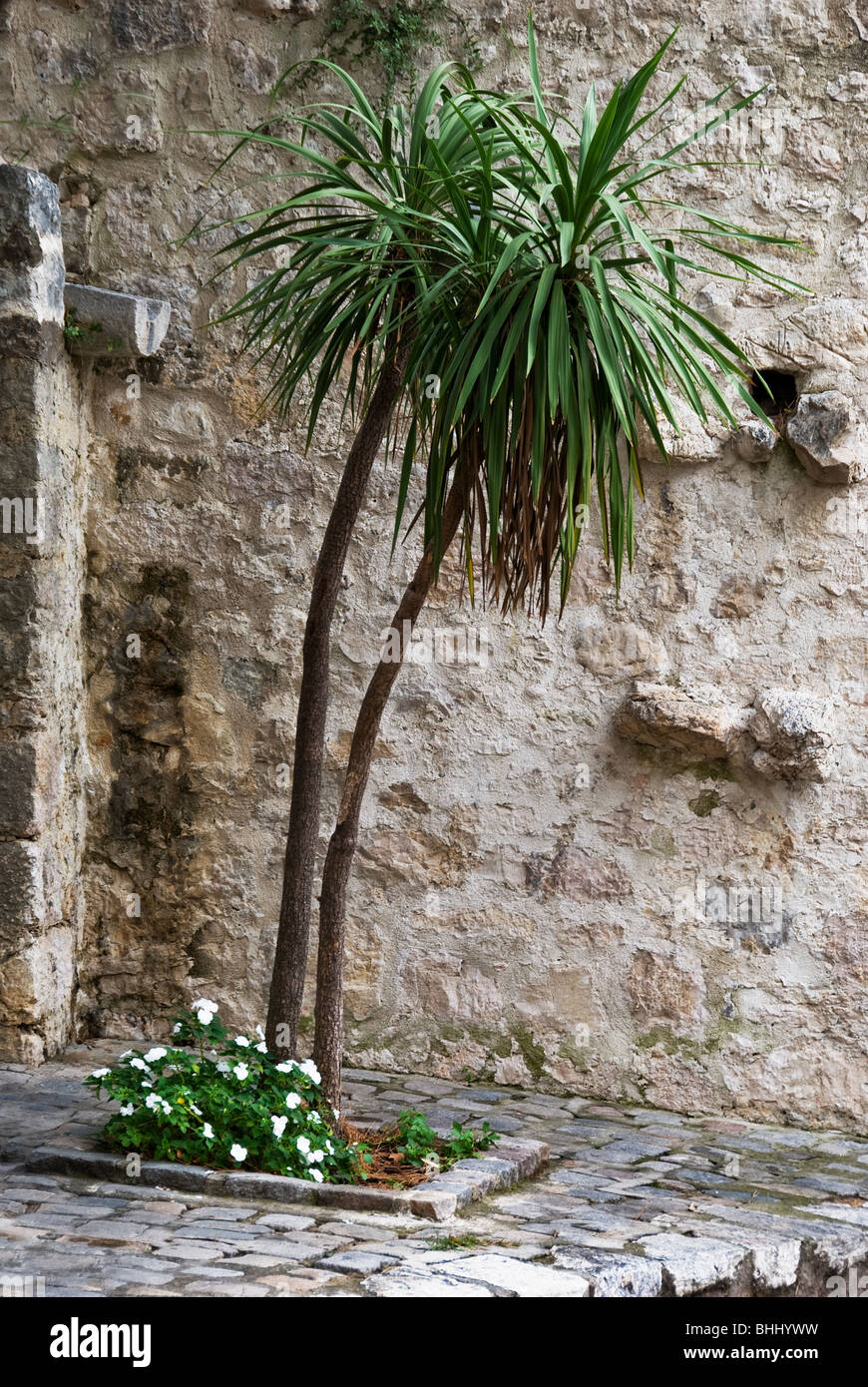 Palm tree at St Paul de Vence Stock Photo - Alamy