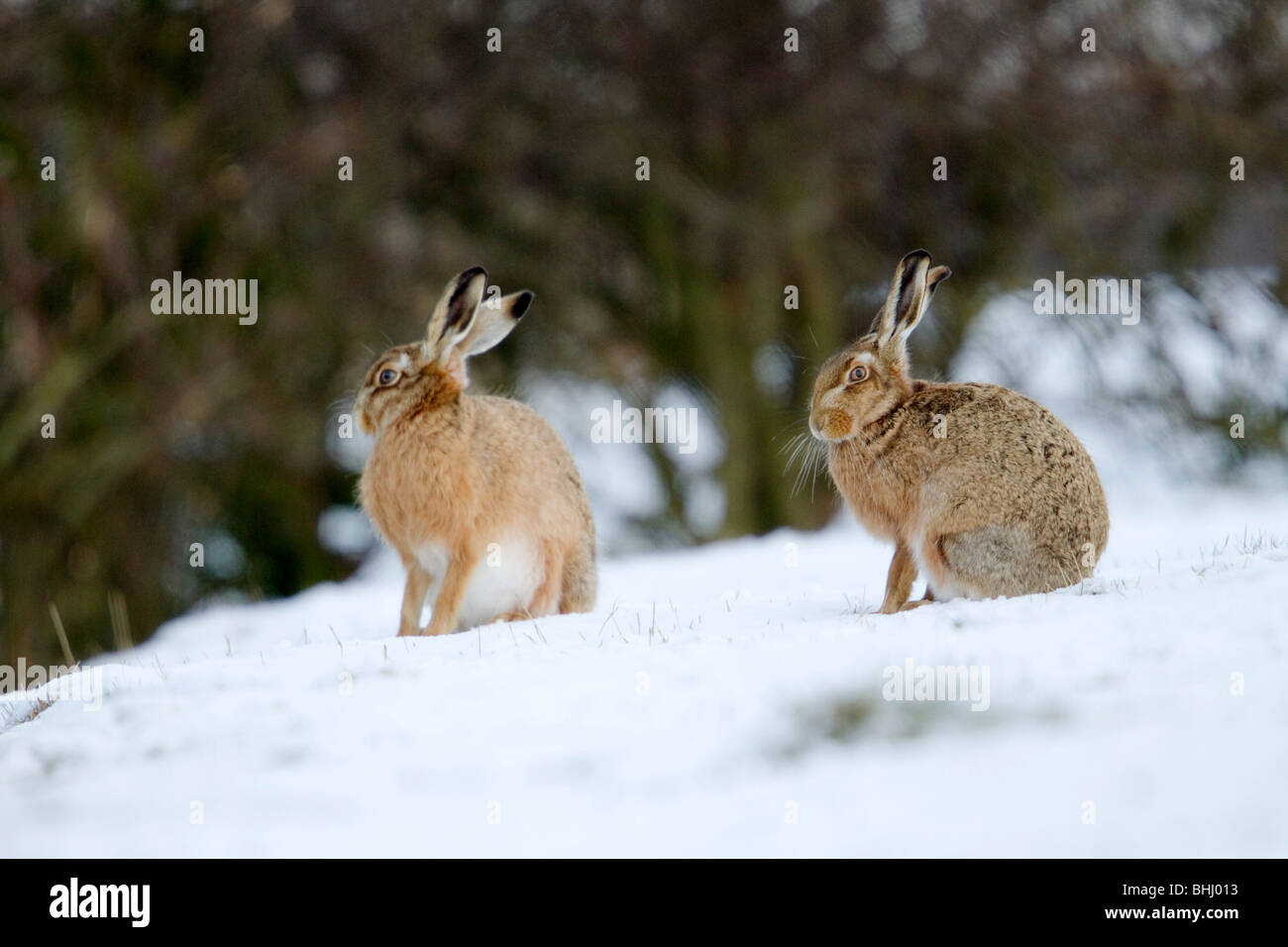 Hares in britain hi-res stock photography and images - Alamy