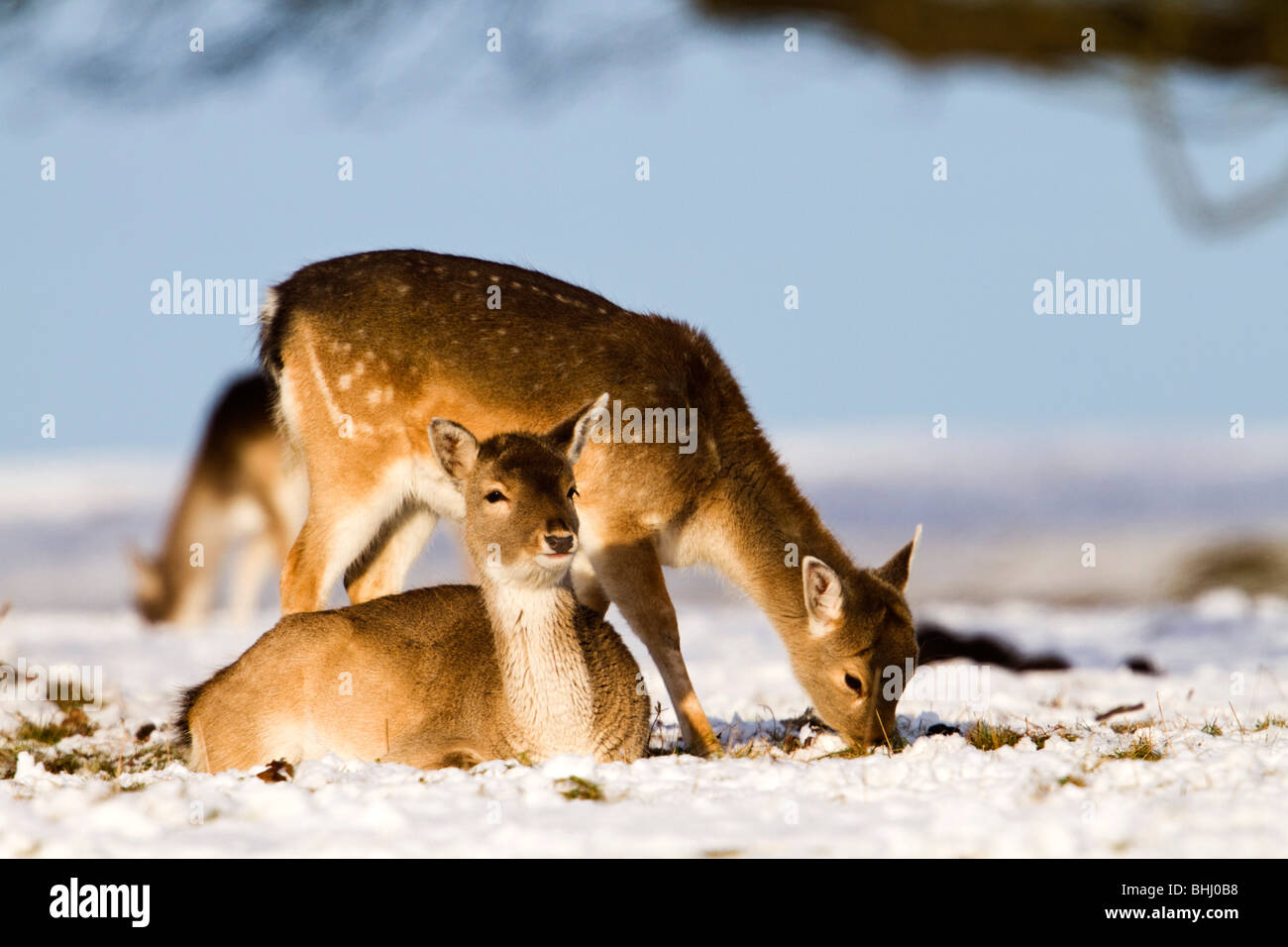 Fallow Deer Winter High Resolution Stock Photography and Images - Alamy