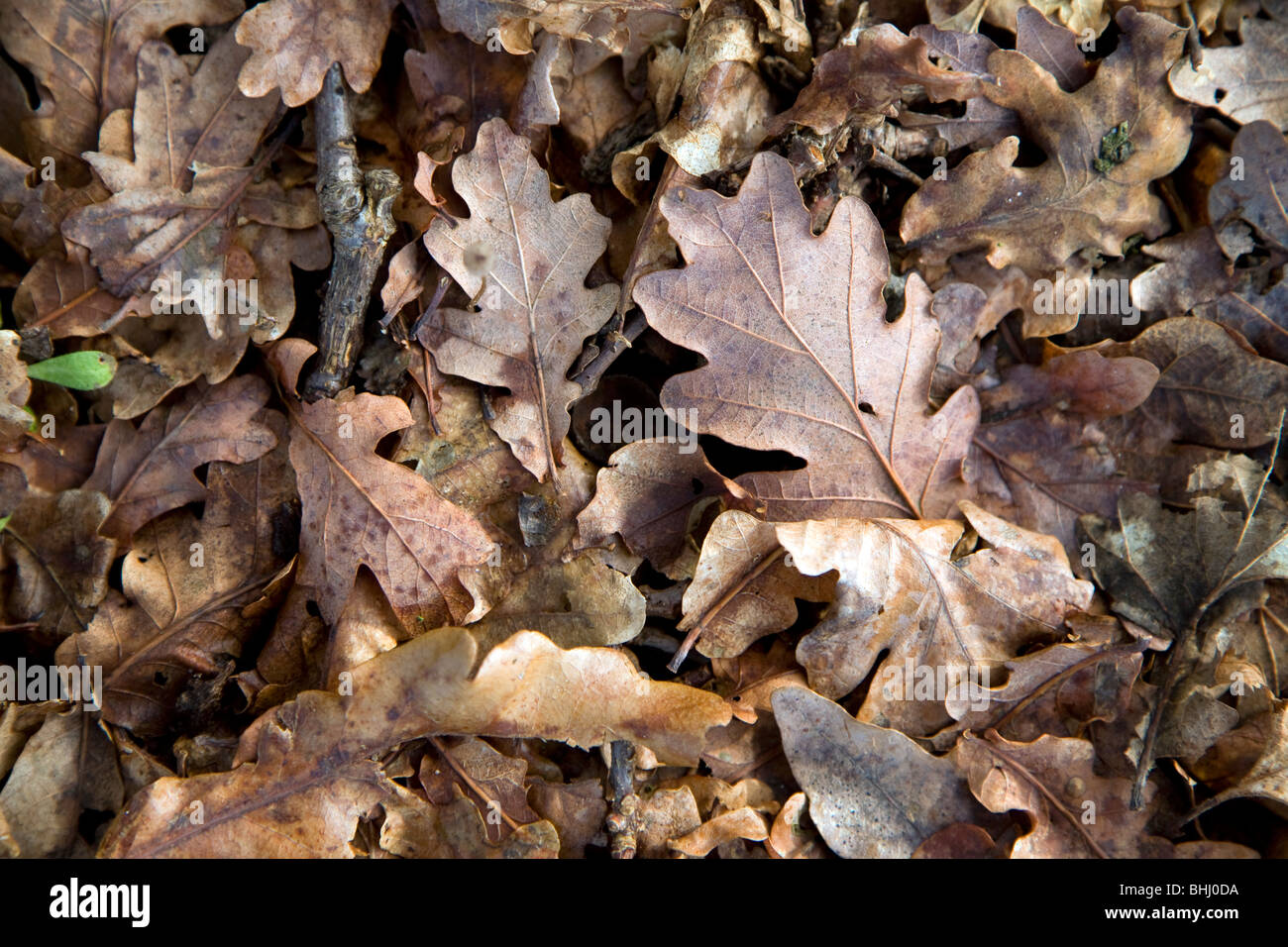Brown oak tree leaves forming leaf litter in winter Stock Photo - Alamy